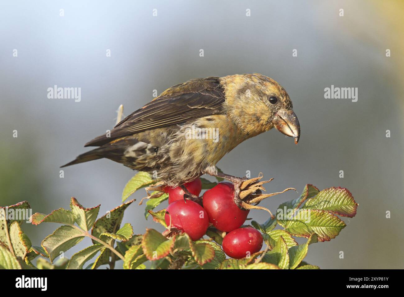 Red crossbill seed hi-res stock photography and images - Alamy