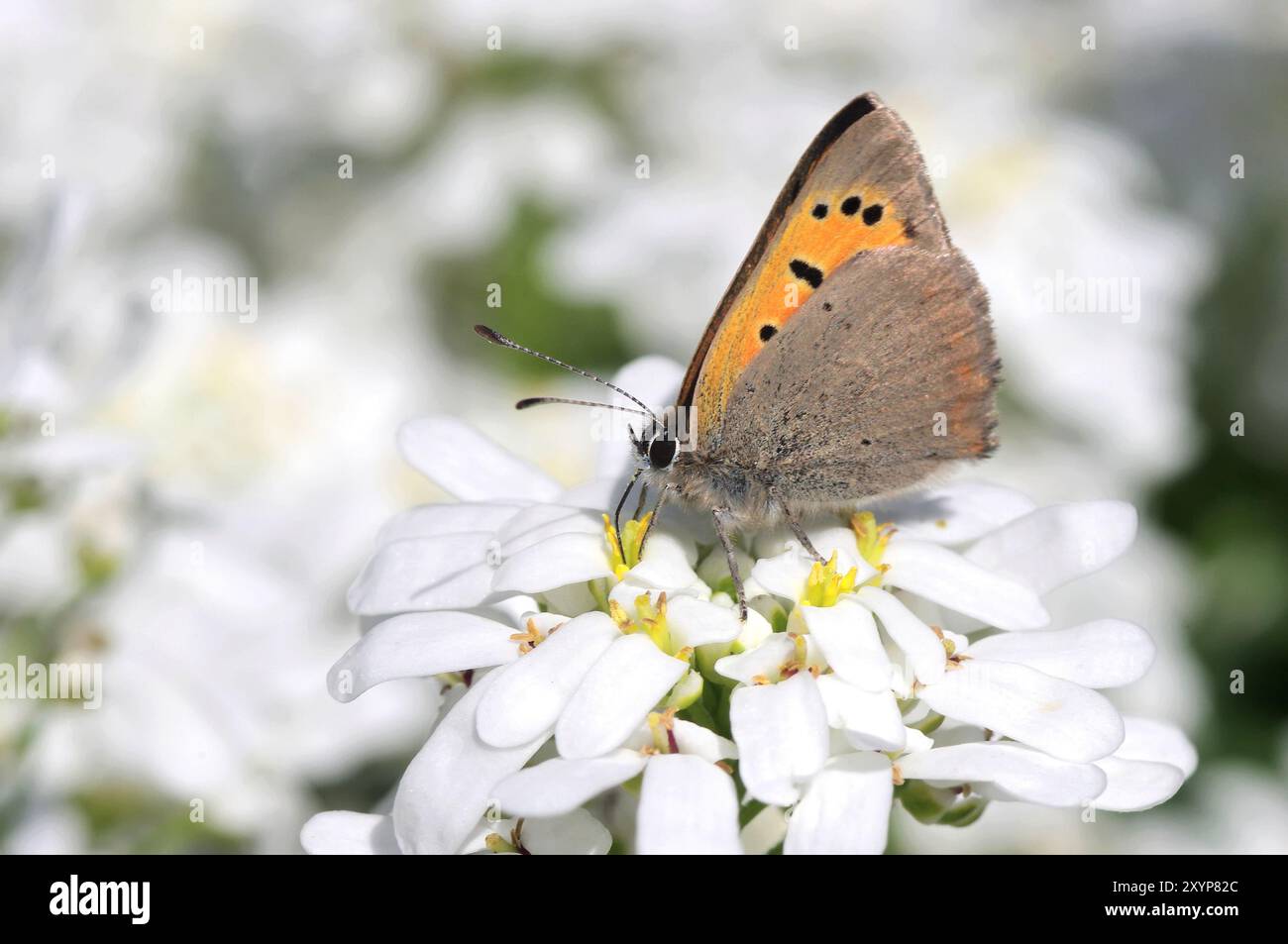 Small fire butterfly Stock Photo - Alamy