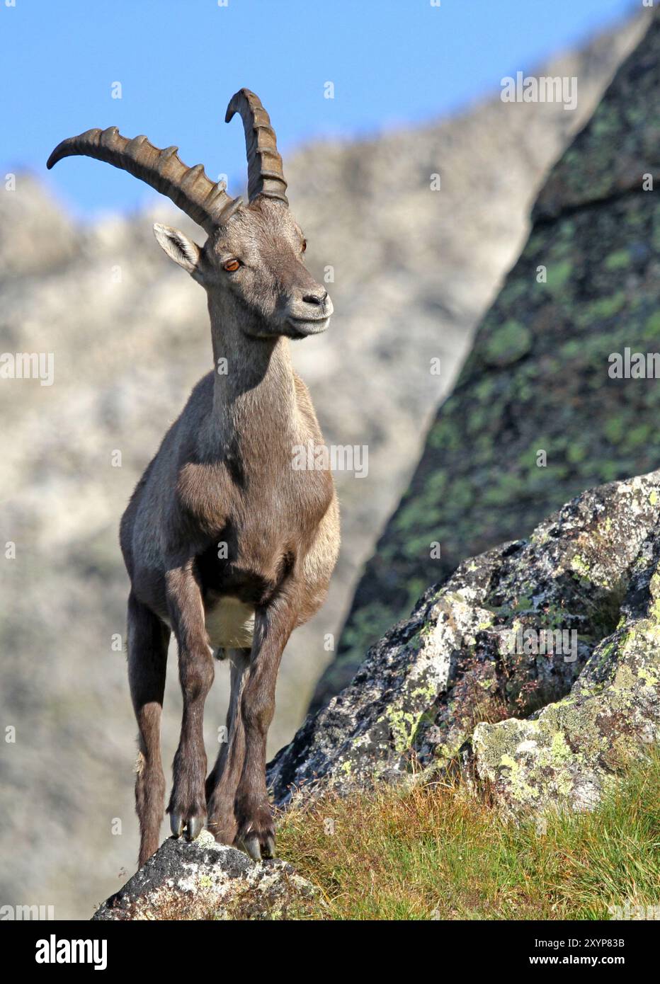 Capra ibex dolomites italy hi-res stock photography and images - Alamy