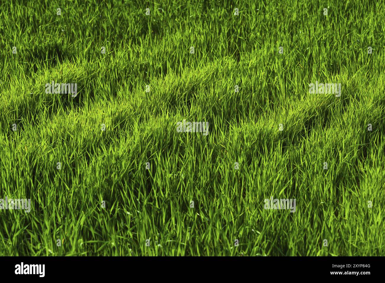 Background of a green juicy grass field with wave patterns from the ...