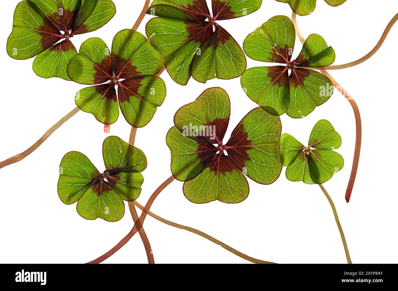 Four-leaf clovers on a white background Stock Photo - Alamy