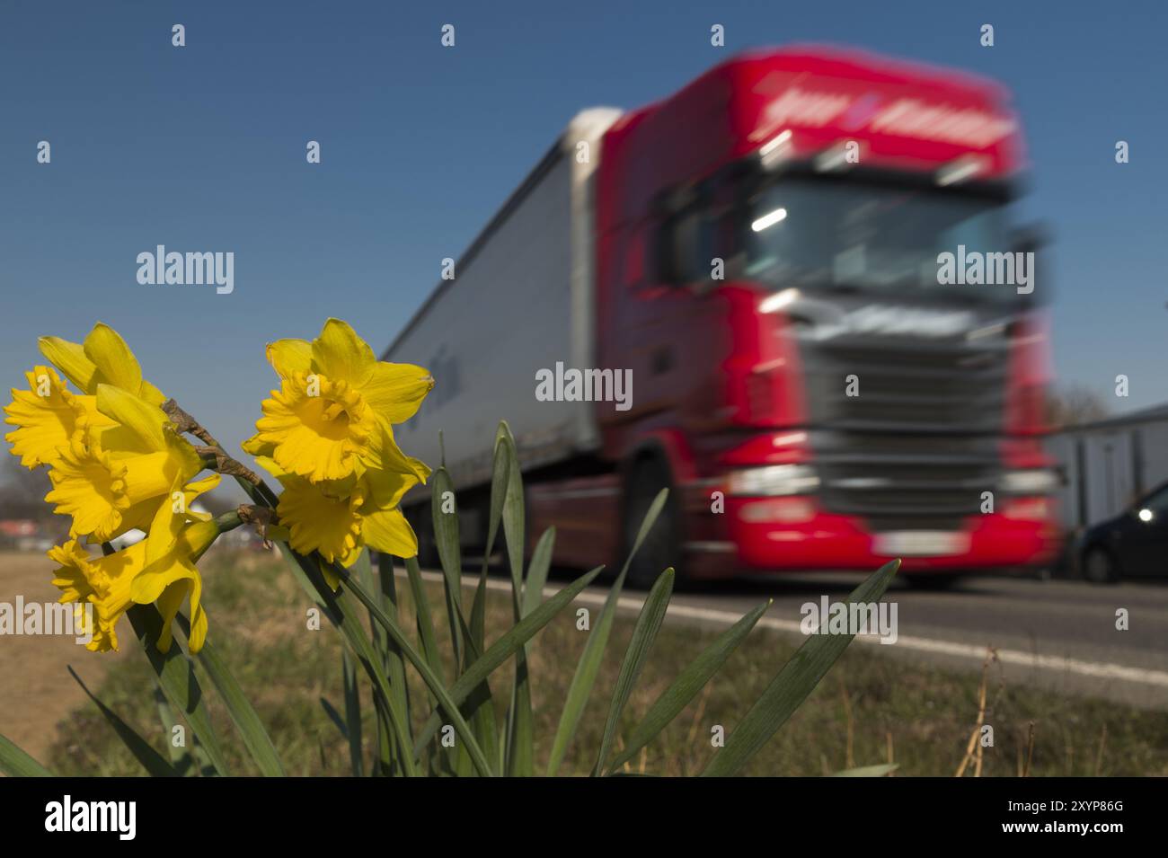 A red lorry passes a bush of yellow daffodils by the roadside Stock ...