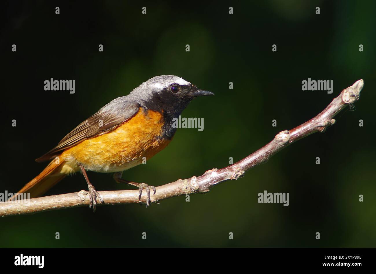 Redstart nest box hi-res stock photography and images - Alamy