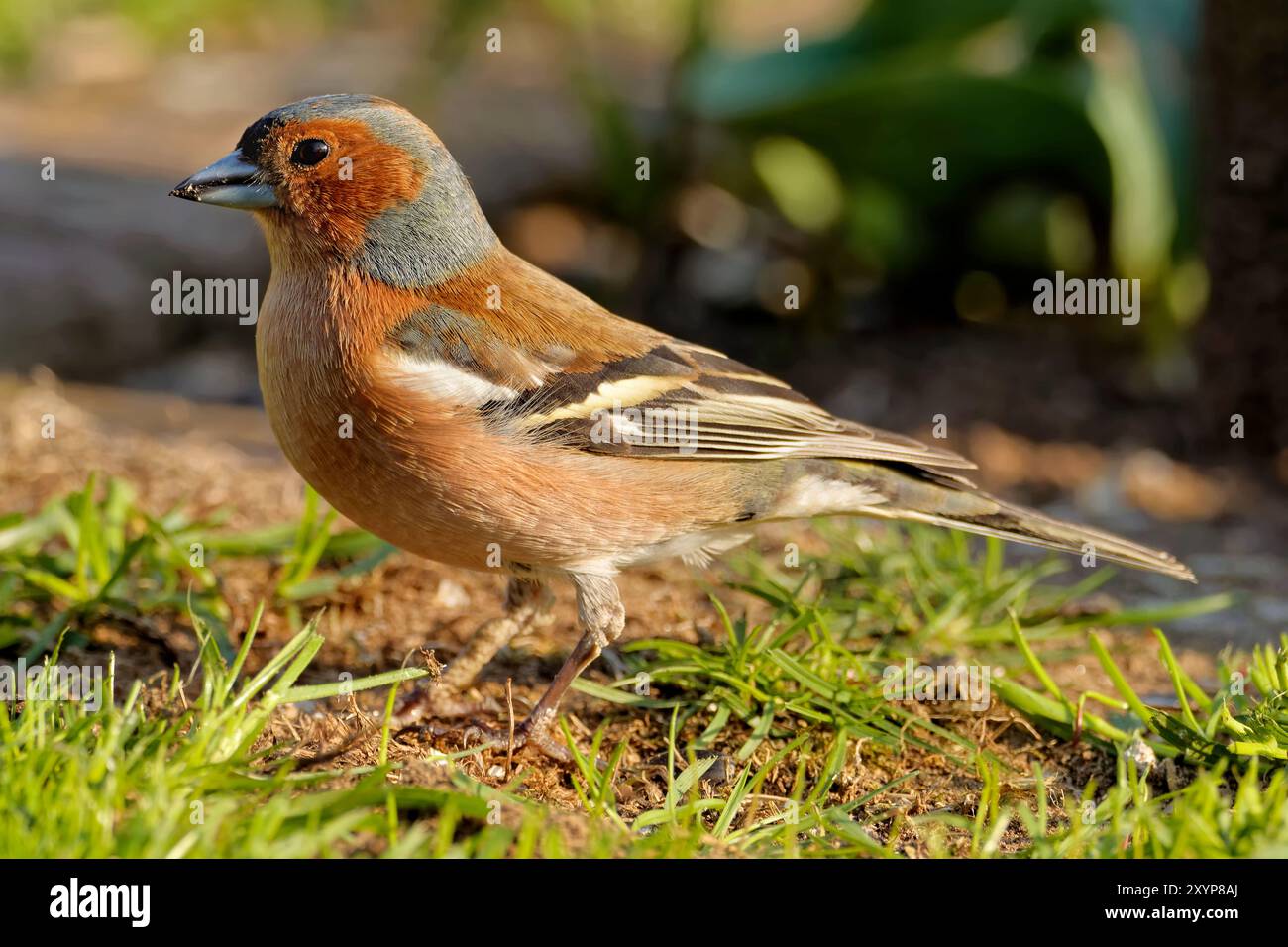 Rosy chaffinch hi-res stock photography and images - Alamy