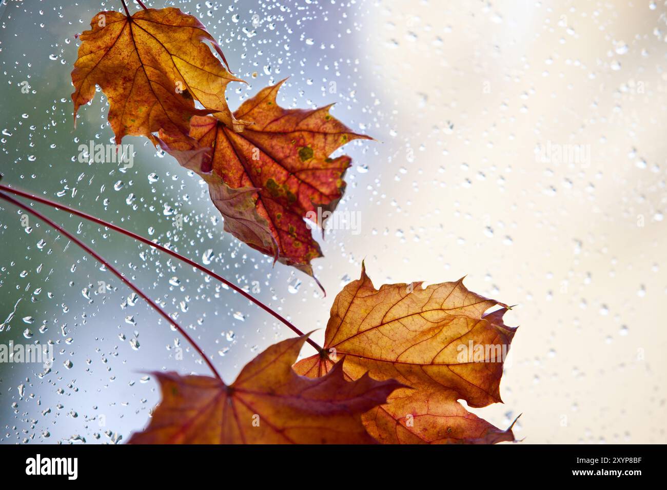 Wet Harvest Leaves Stock Photo - Alamy