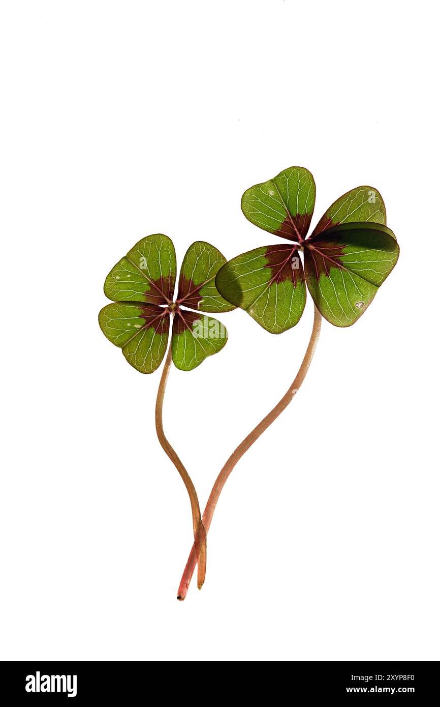 Four-leaf clovers on a white background Stock Photo - Alamy
