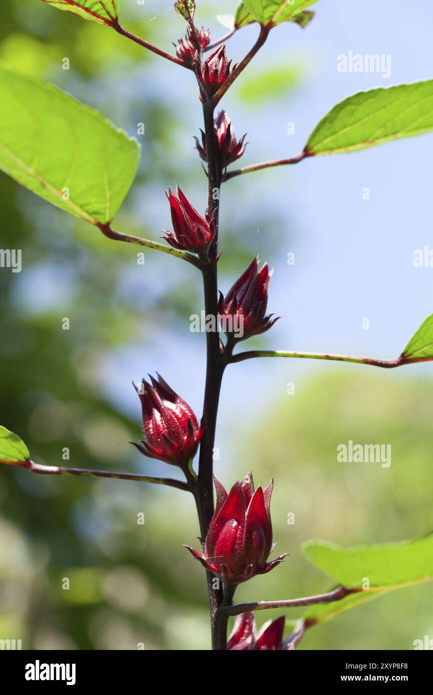 Roselle hibiscus sabdariffa plants hi-res stock photography and images ...