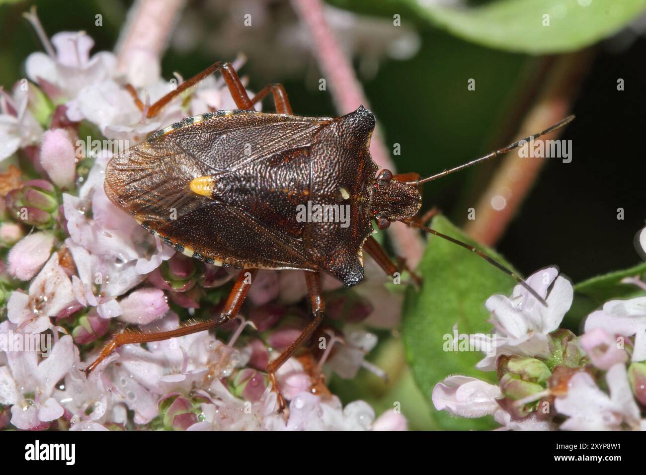 Red-legged tree bug Stock Photo - Alamy