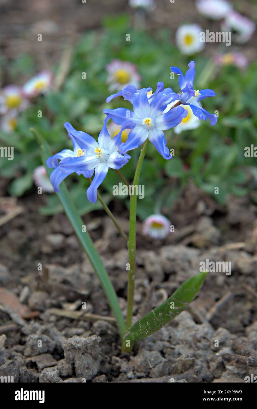 Siberian blue star hi-res stock photography and images - Alamy