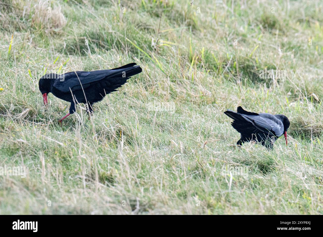 In Cornwall, the Red-billed Chough (Pyrrhocorax pyrrhocorax) holds ...