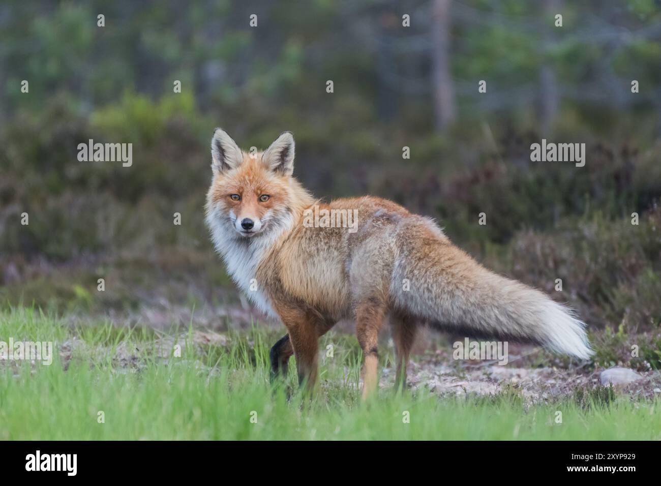 Red fox (Vulpes vulpes), direct view, Lapland, Sweden, Europe Stock ...