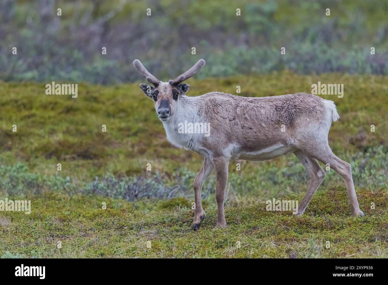 Reindeer (Rangifer tarandus) in the tundra, Finnmark, Norway, Europe ...