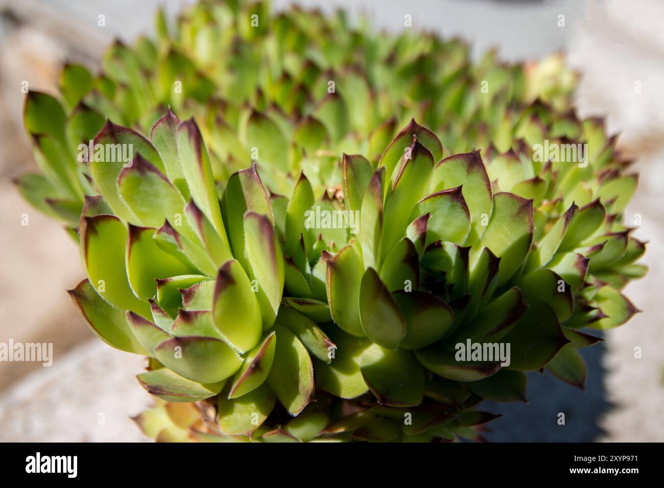 Common houseleek.Photo of a plant as know in Latin as Sempervivum ...