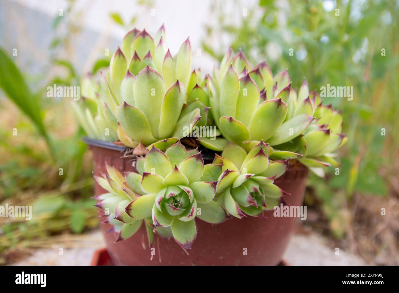 Common houseleek.Photo of a plant as know in Latin as Sempervivum ...