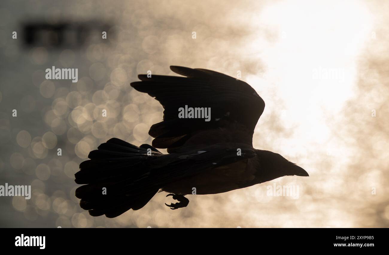 30 August 2024, Berlin: A crow flies over the water at the Wannsee lido ...
