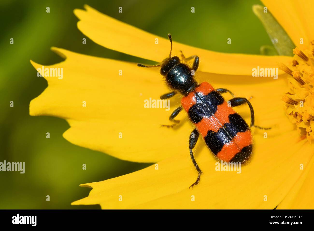 Common bee beetle Stock Photo - Alamy
