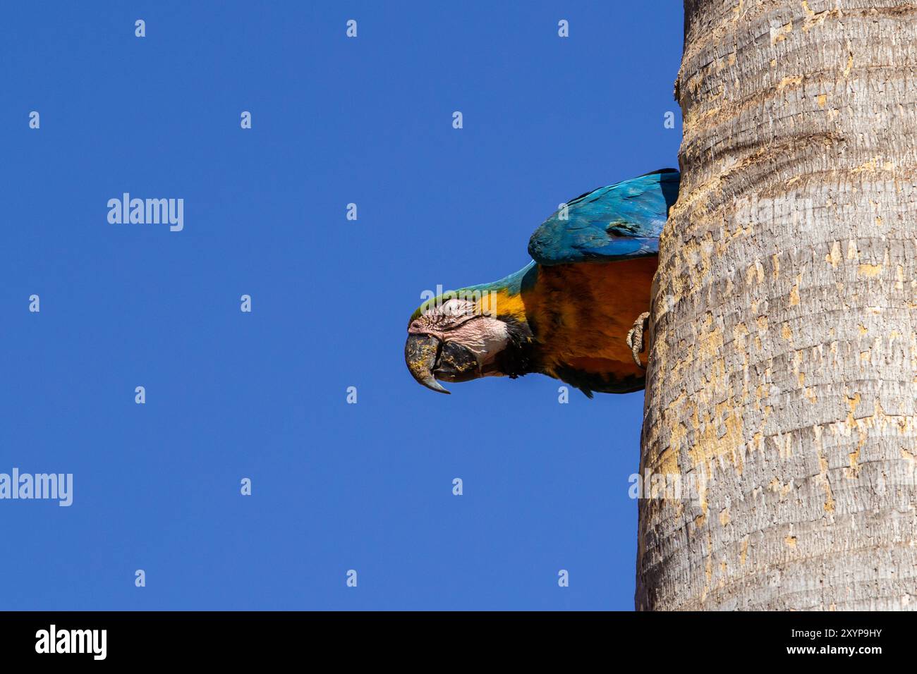 Goiania, Goias, Brazil – August 30, 2024: A macaw with half of its body ...