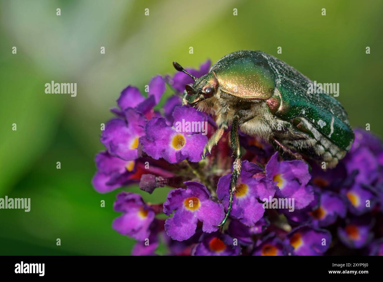Golden rose beetles insect hi-res stock photography and images - Alamy