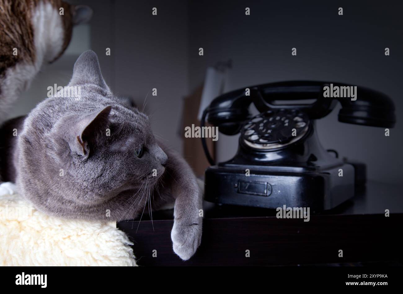 One of the oldest british breeds hi-res stock photography and images ...