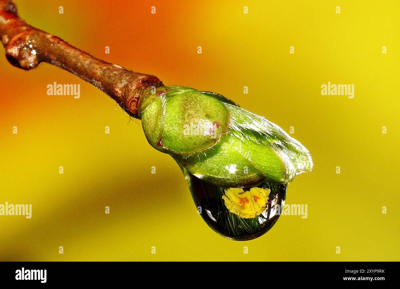 Water primel hi-res stock photography and images - Alamy