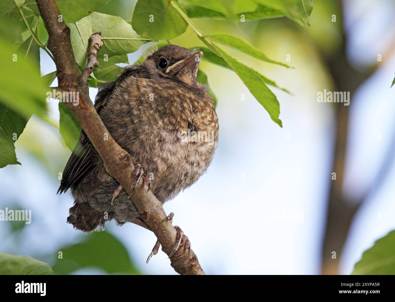 Eurasian blackbird blossom hi-res stock photography and images - Alamy