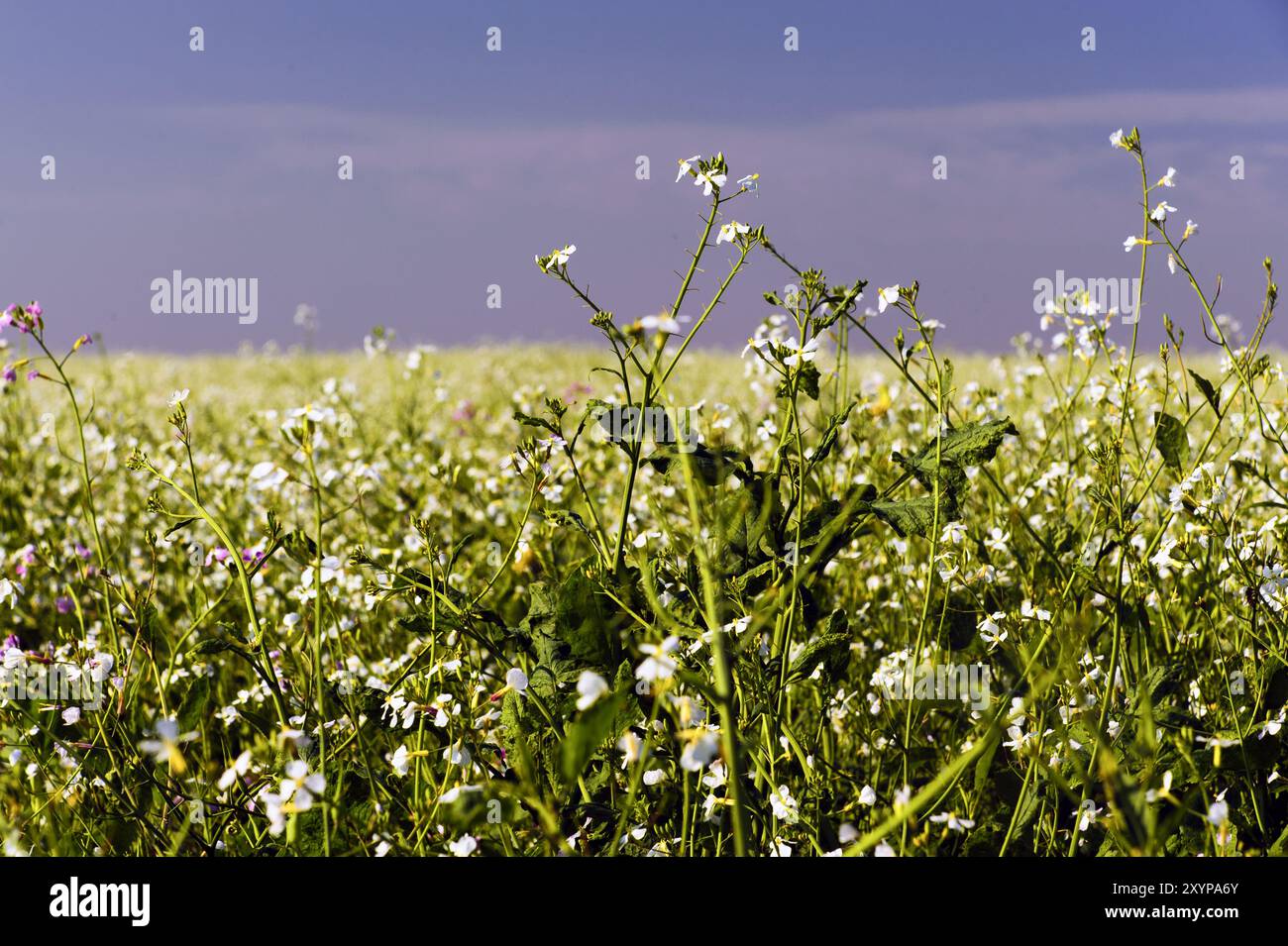 Radish blooms hi-res stock photography and images - Alamy
