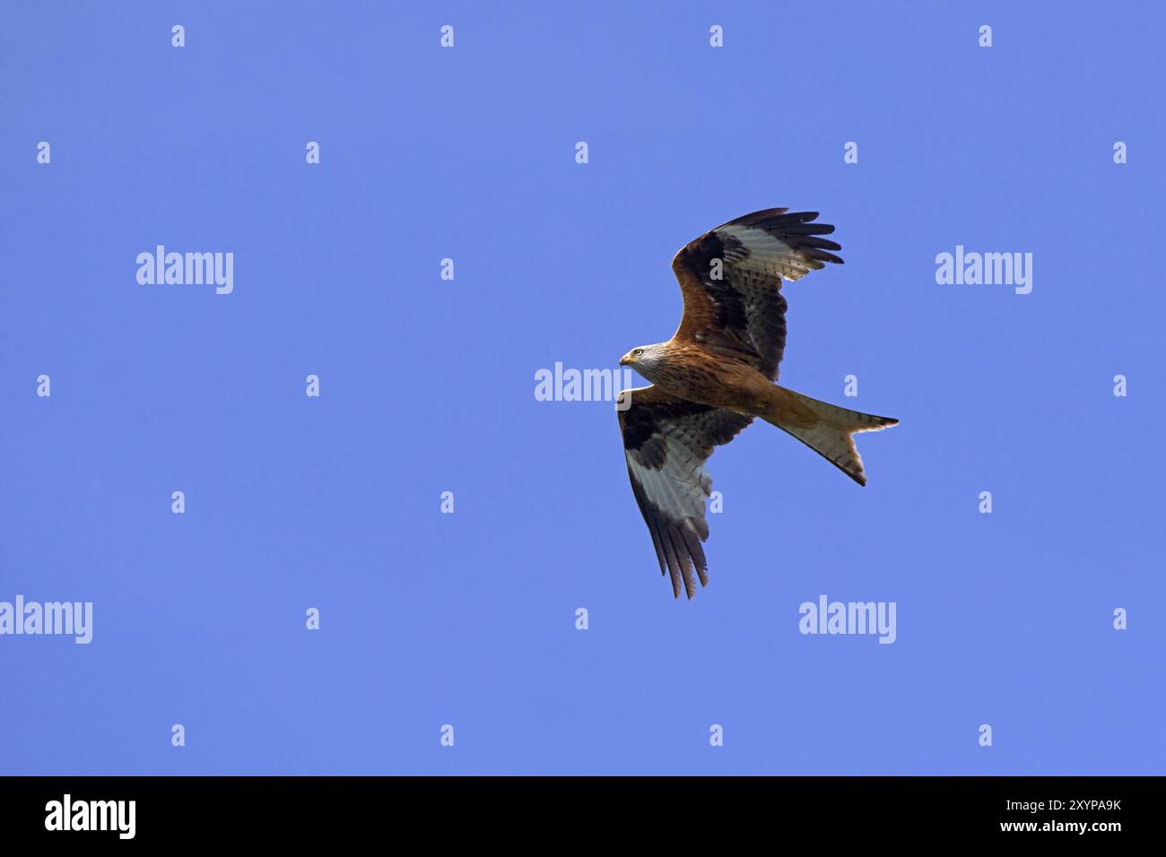 Red kite in flight Stock Photo - Alamy