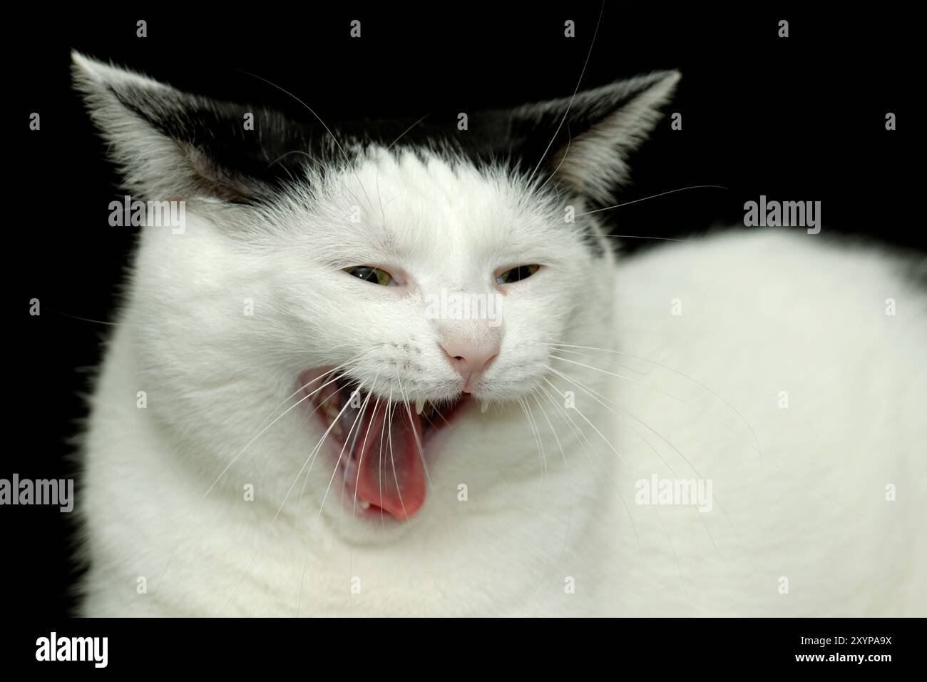 Yawning animal cutout hi-res stock photography and images - Alamy