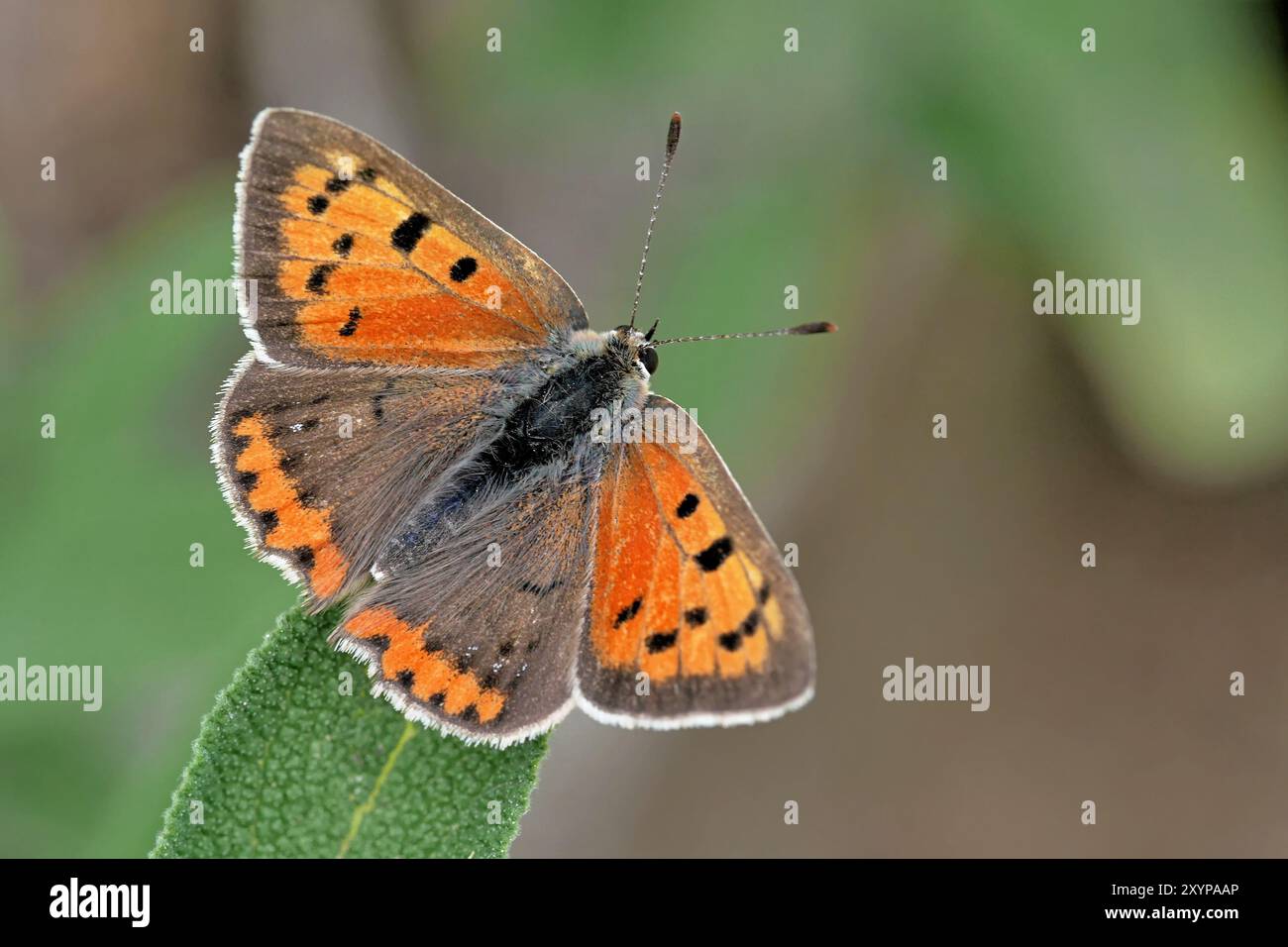 Small fire butterfly Stock Photo - Alamy