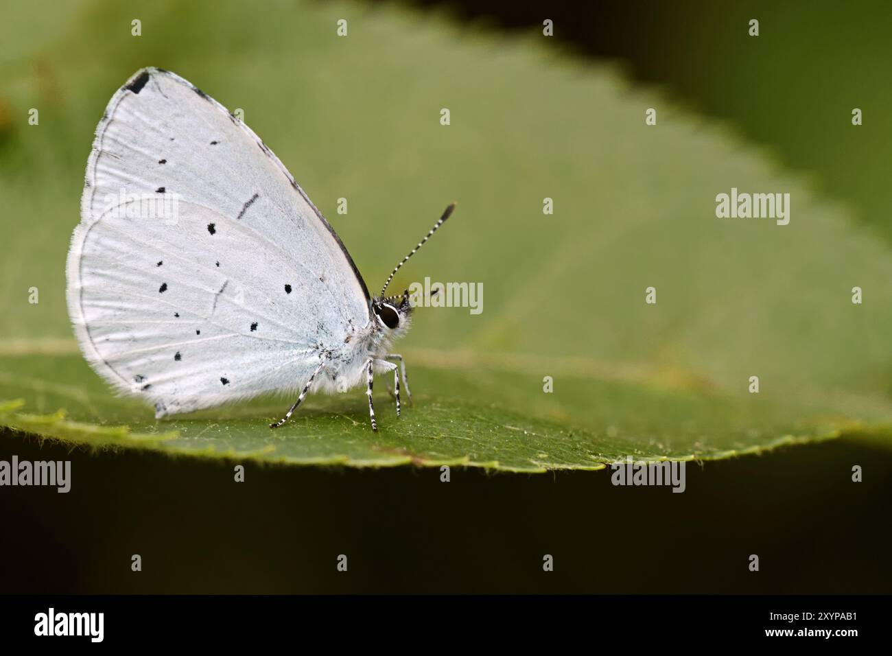 Holly blue photograph hi-res stock photography and images - Alamy