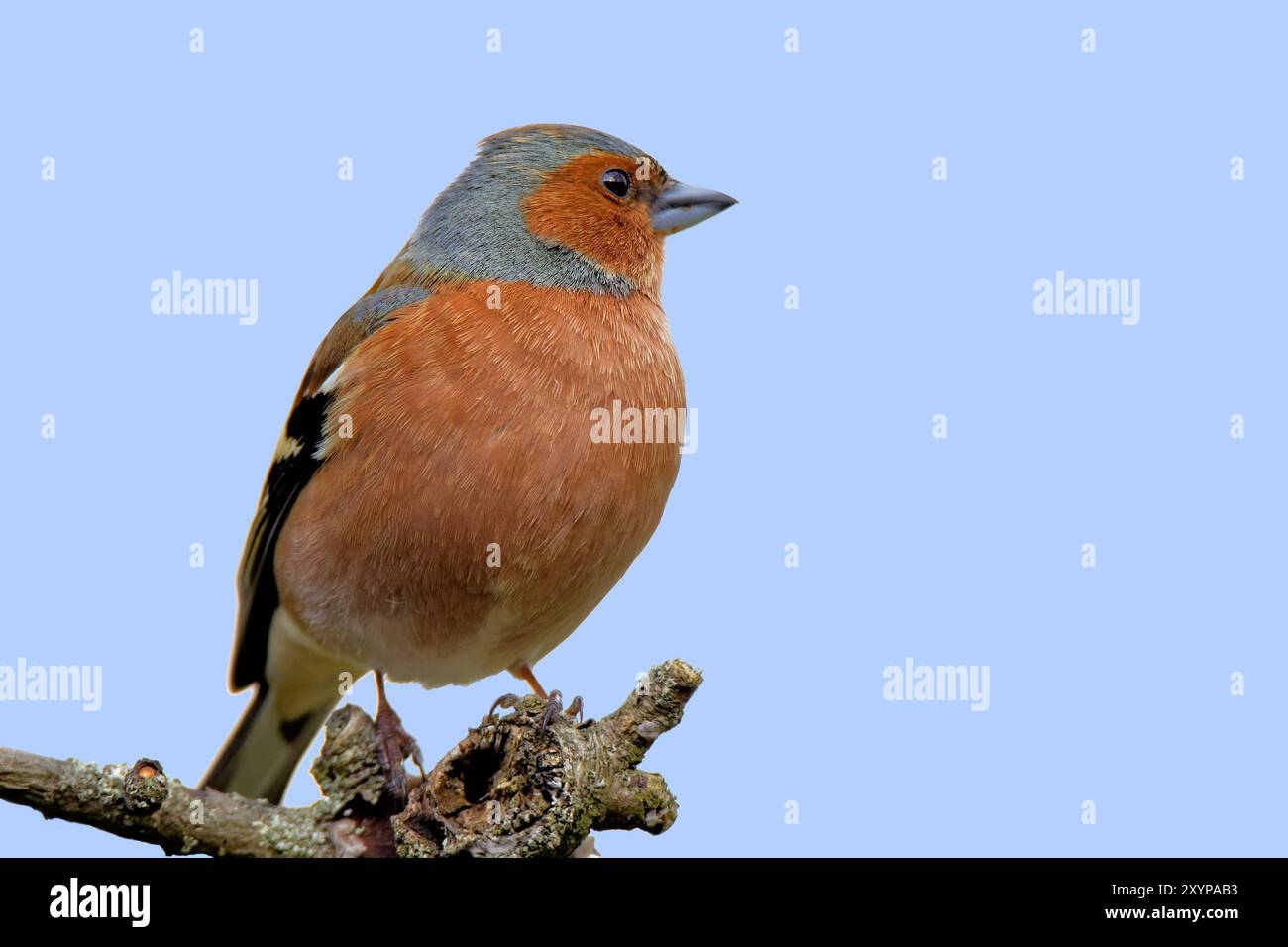 Rosy chaffinch hi-res stock photography and images - Alamy