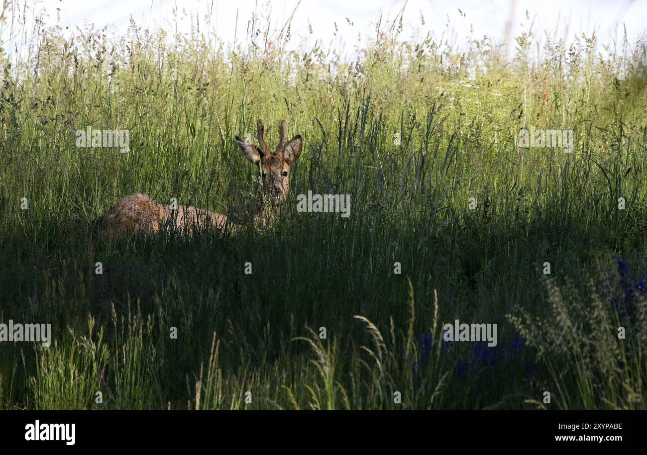 Roe bu hi-res stock photography and images - Alamy