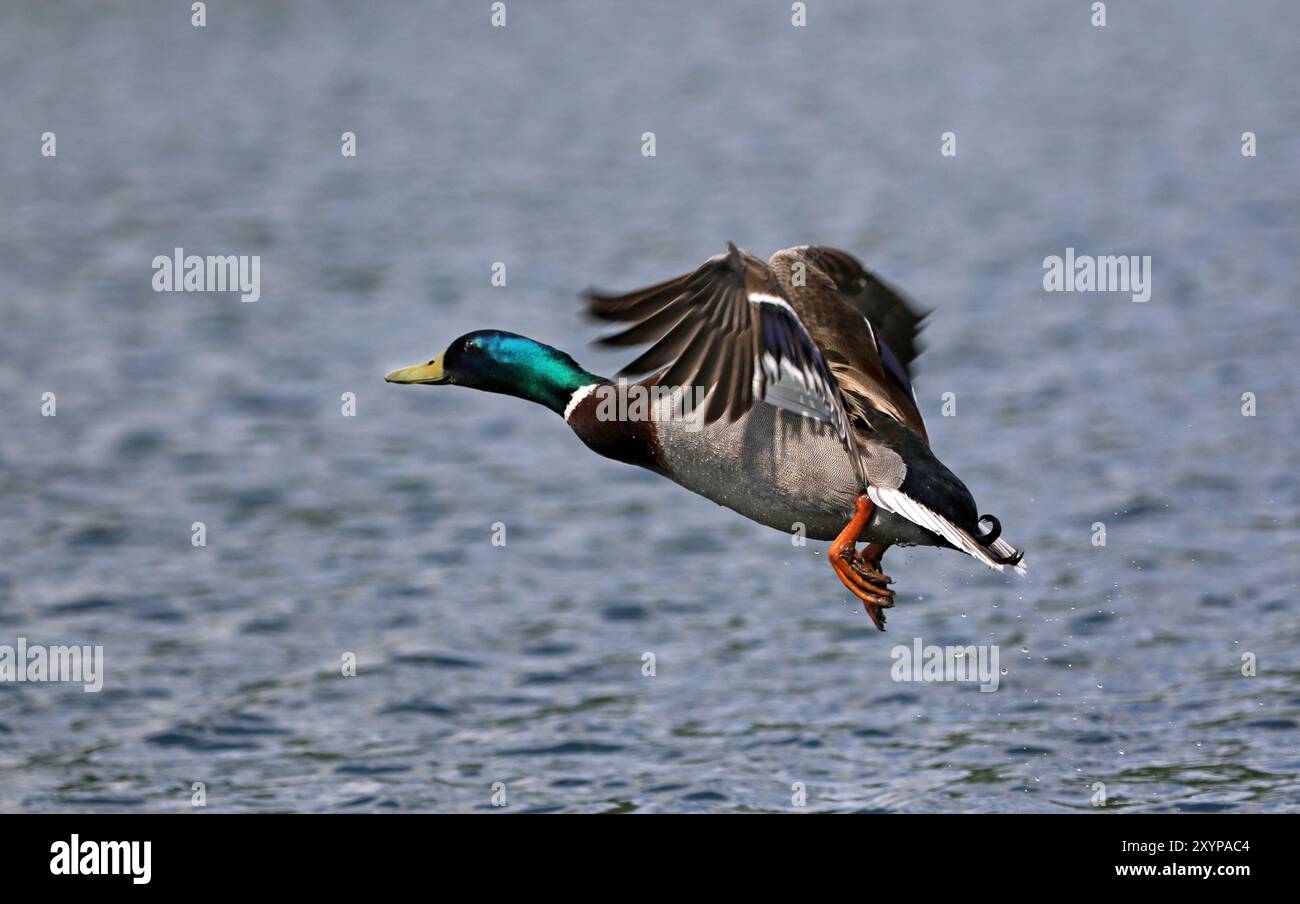 Female mallard duck looks hi-res stock photography and images - Alamy