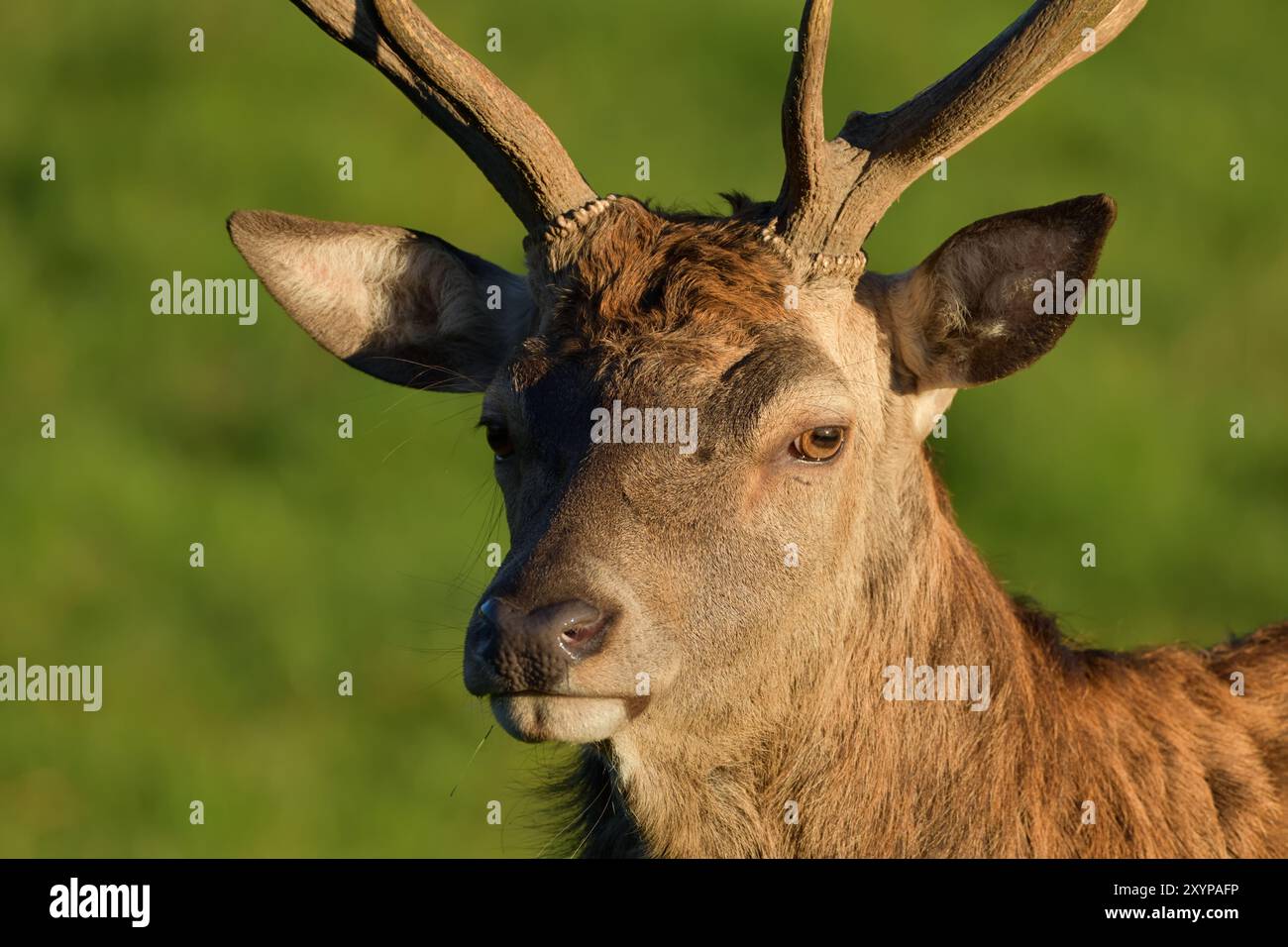 Portrait red deer Stock Photo - Alamy
