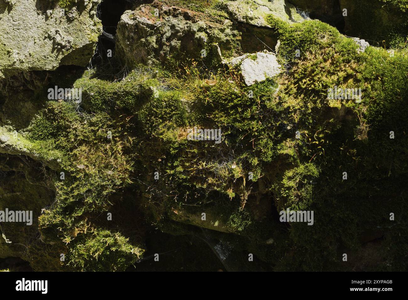 Old stone brick walls of natural stone with moss dust cobweb and mud ...