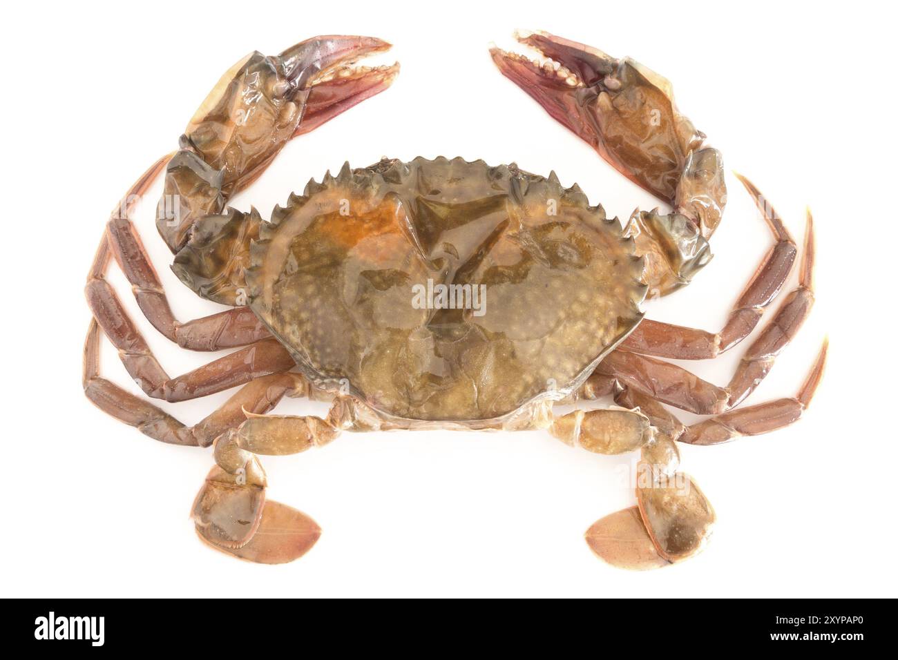 Raw soft shell crab isolated on white background Stock Photo - Alamy