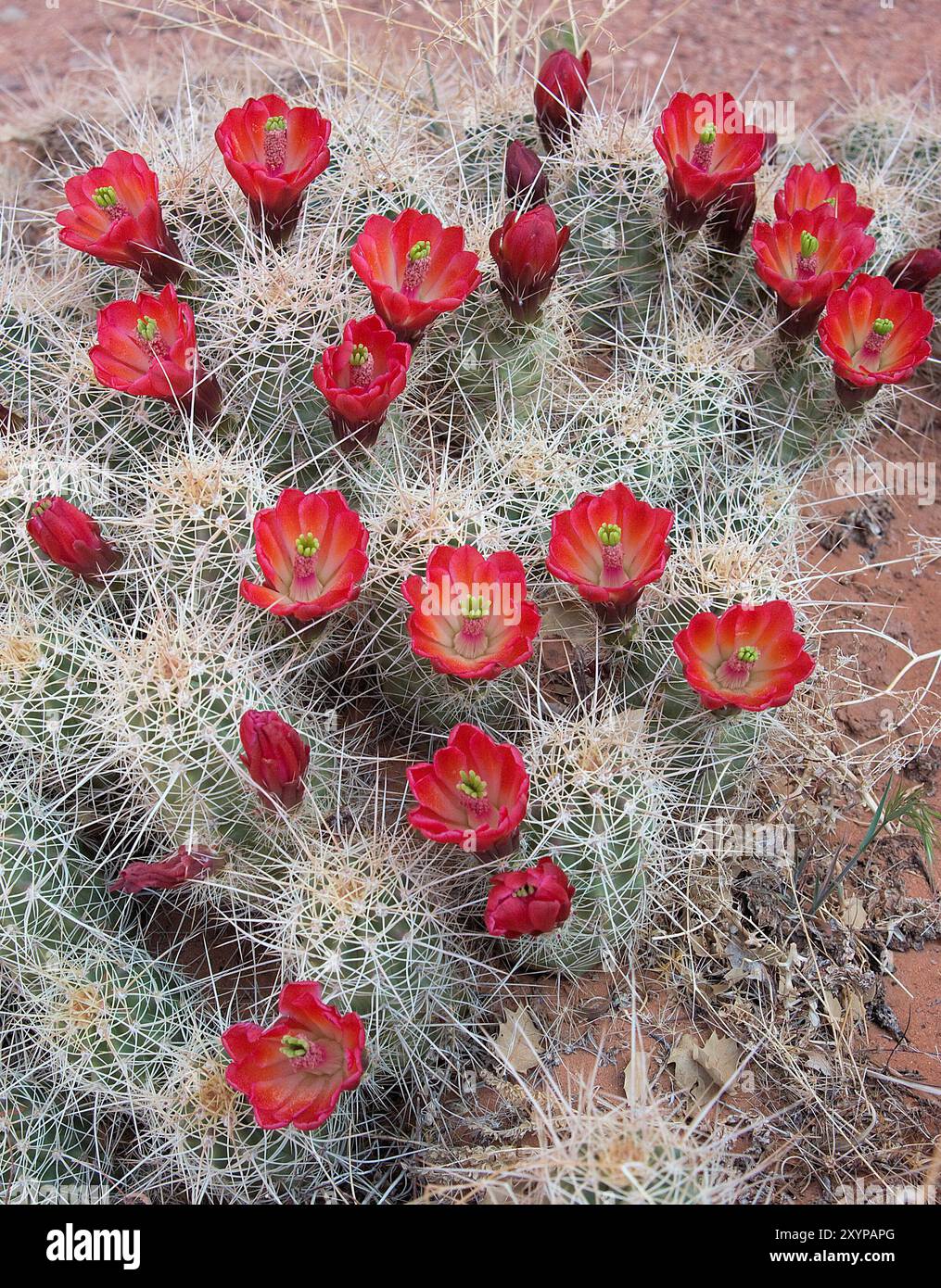 Claret Cup Cactus Stock Photo - Alamy