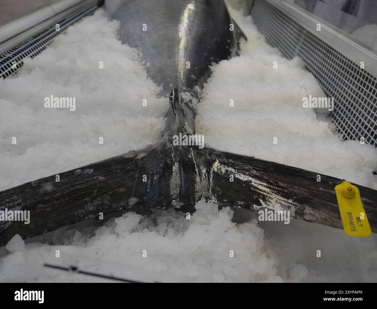 Northern bluefin tuna thunnus thynnus hi-res stock photography and ...