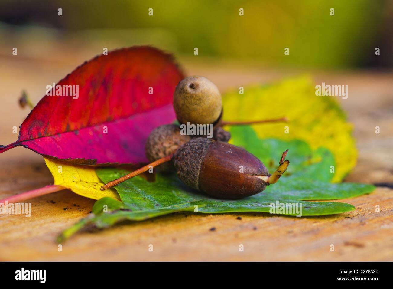 Autumn leaves with acorns on a tree stump Stock Photo - Alamy