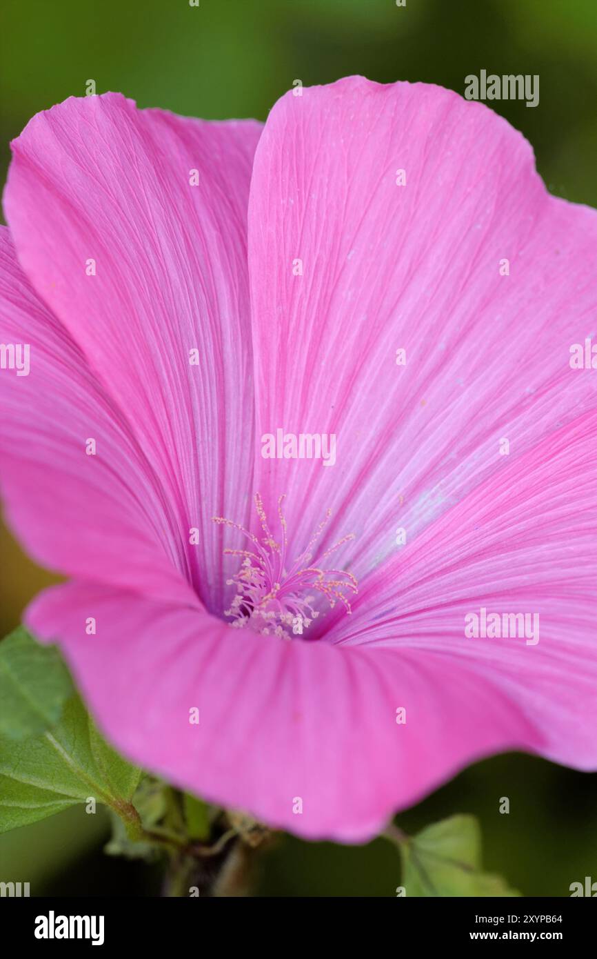 Royal mallow malva trimestris hi-res stock photography and images - Alamy