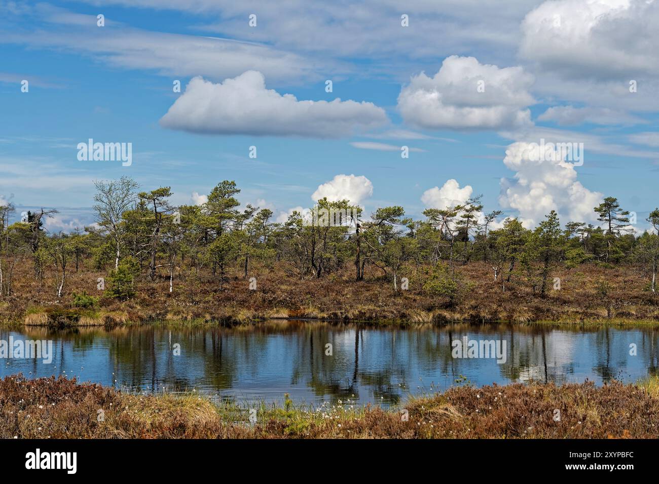 Bog eye Black bog Stock Photo - Alamy