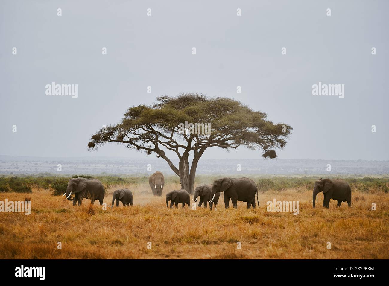 African Elephants in Jungle Stock Photo - Alamy