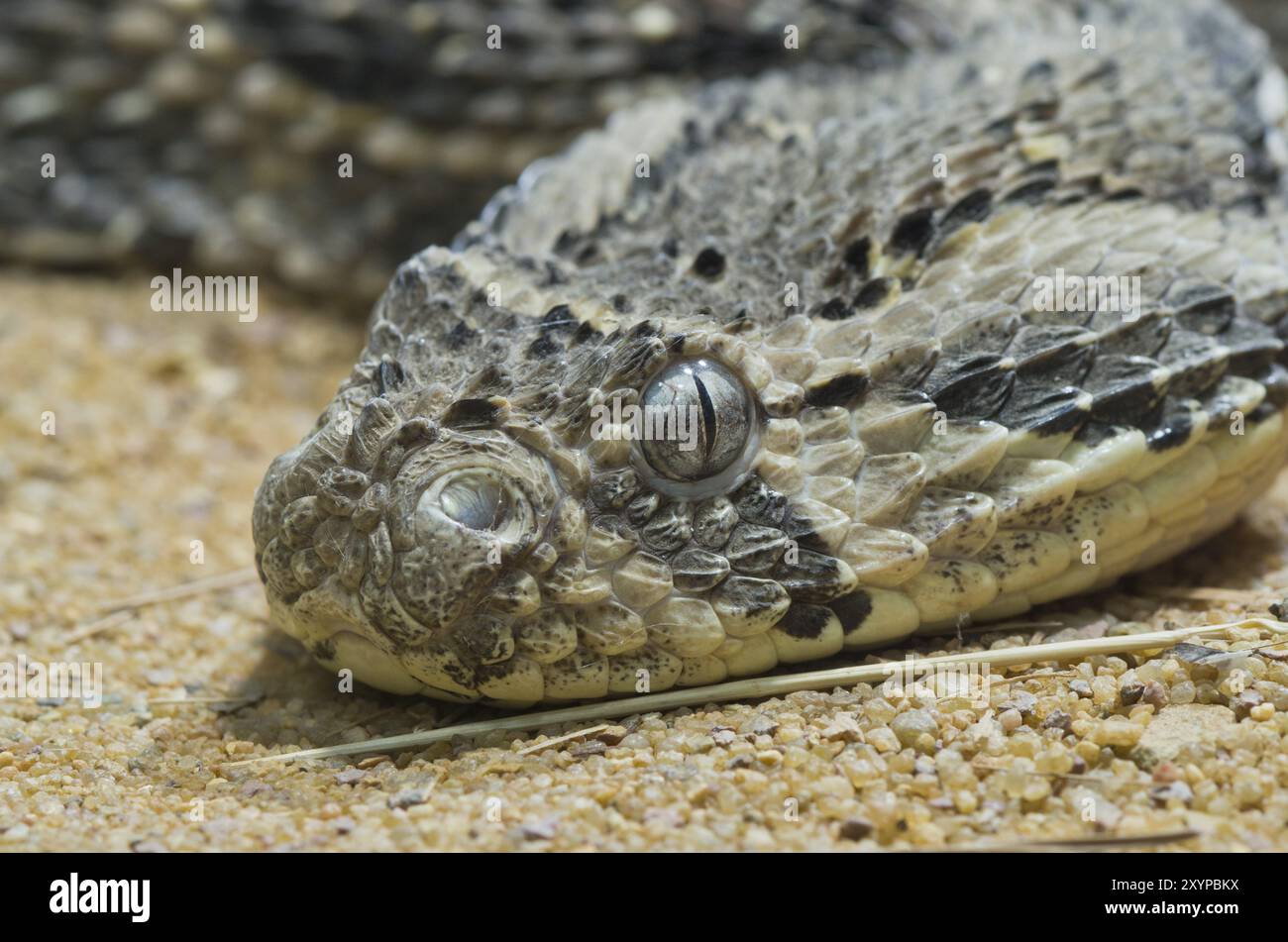 Vipera severa hi-res stock photography and images - Alamy
