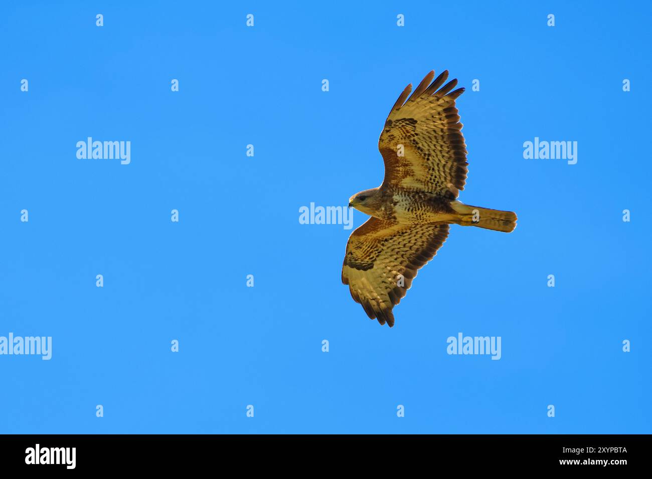 Portrait common buzzard flying hi-res stock photography and images - Alamy