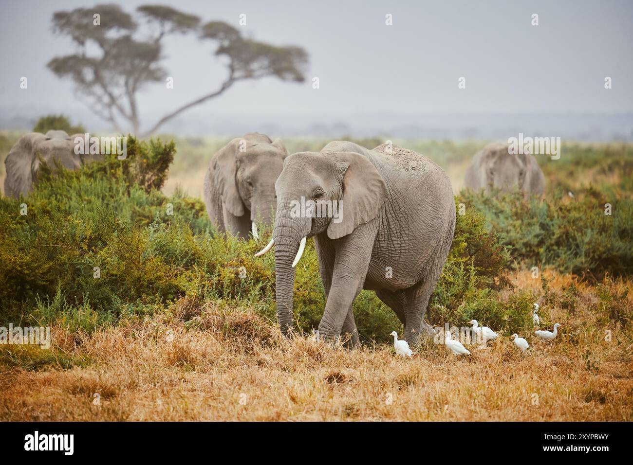 Elephants in jungle hi-res stock photography and images - Alamy