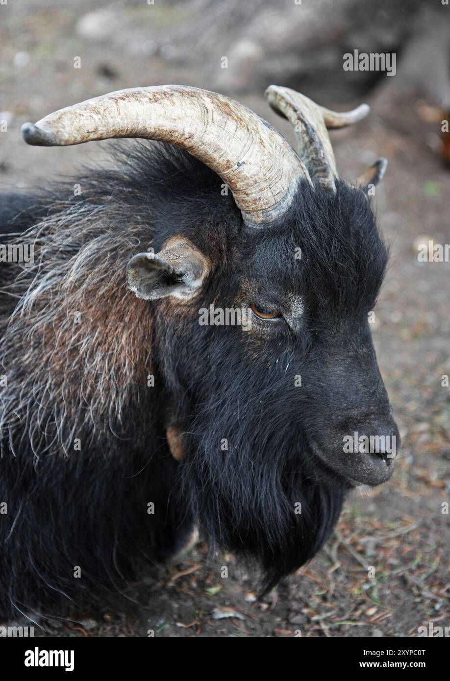 Dwarf billy goat portrait Stock Photo - Alamy
