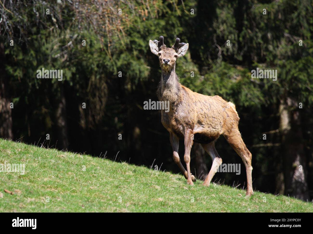 Red deer, stag, bull, antler, wild animal, red deer, deer, Cervus ...