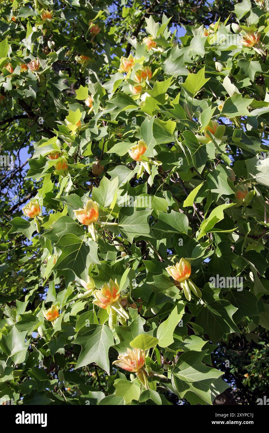 Tulip poplar tree branches hi-res stock photography and images - Alamy