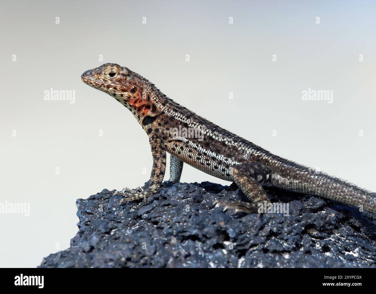 Galápagos Lava lizard, Microlophus albemarlensis, lávagyík, Isabela ...