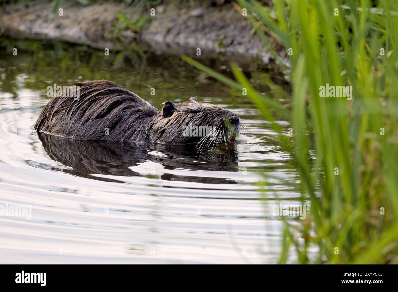 Curious nutria hi-res stock photography and images - Alamy